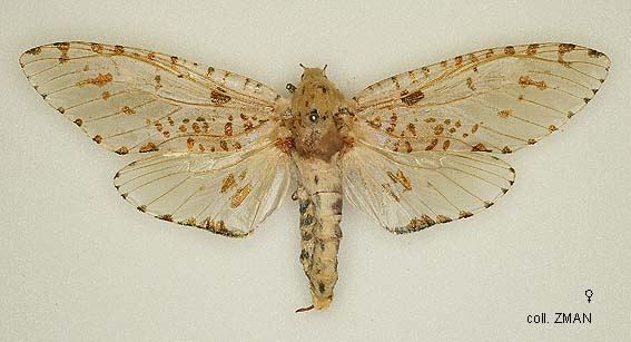 Papua Insects Foundation (Lepidoptera/Cossidae/Zeuzera indica)